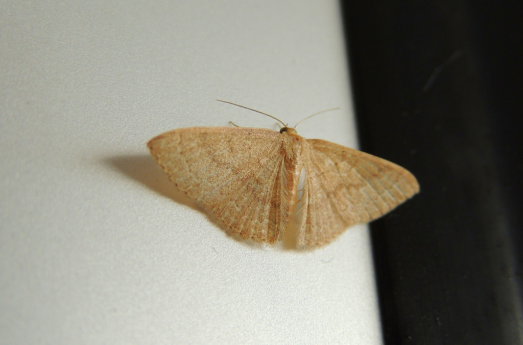 Grain Moths - ALM Exterminating - Termite and Bed Bug Specialist